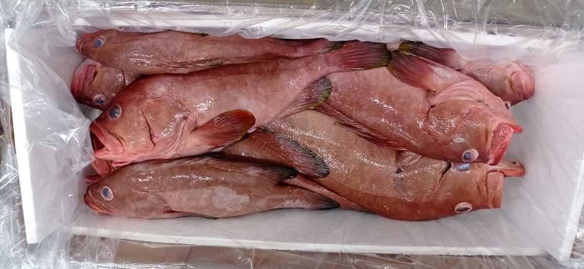 MarineGold Ecuador S.A.S. - Premium Ecuadorian Fish