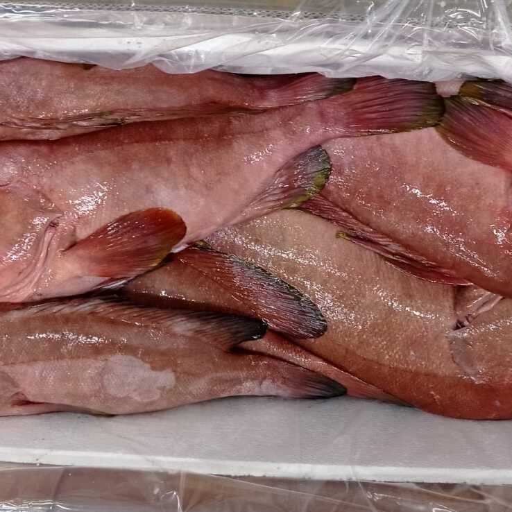 MarineGold Ecuador S.A.S. - Premium Ecuadorian Fish