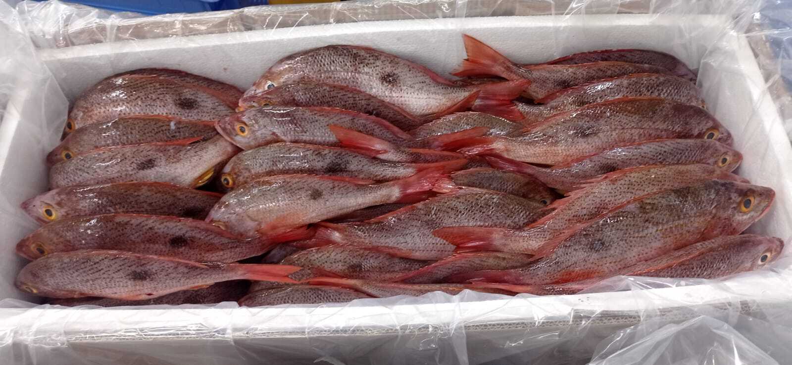 MarineGold Ecuador S.A.S. - Premium Ecuadorian Fish