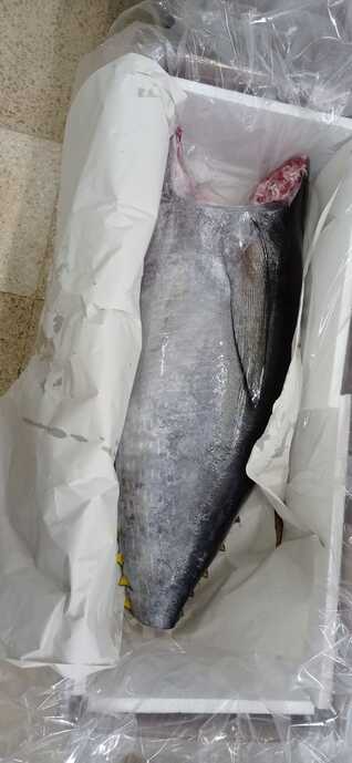 MarineGold Ecuador S.A.S. - Premium Ecuadorian Fish