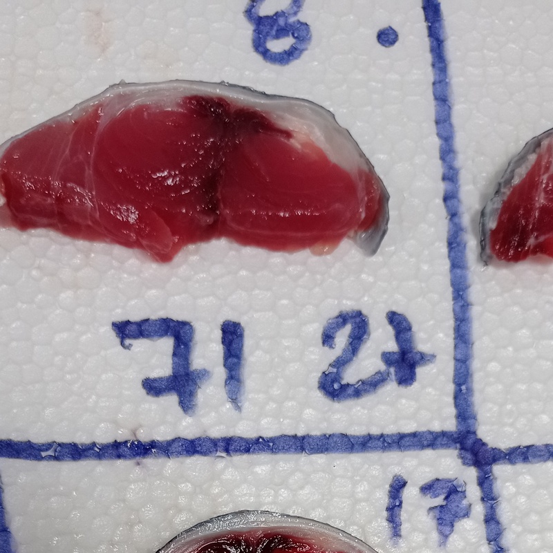 MarineGold Ecuador S.A.S. - Premium Ecuadorian Fish